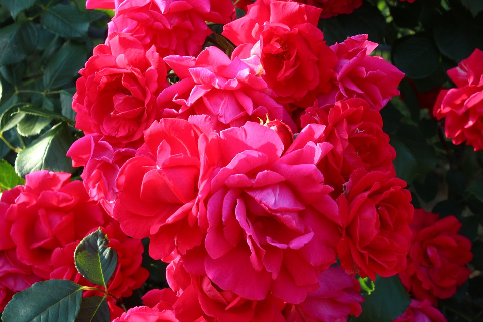 Rose Festival - My Cyprus Travel | Imagine. Explore. Discover.