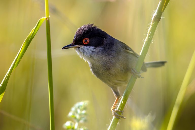 11 Unique Animal Species to Spot While Hiking - My Cyprus Travel ...