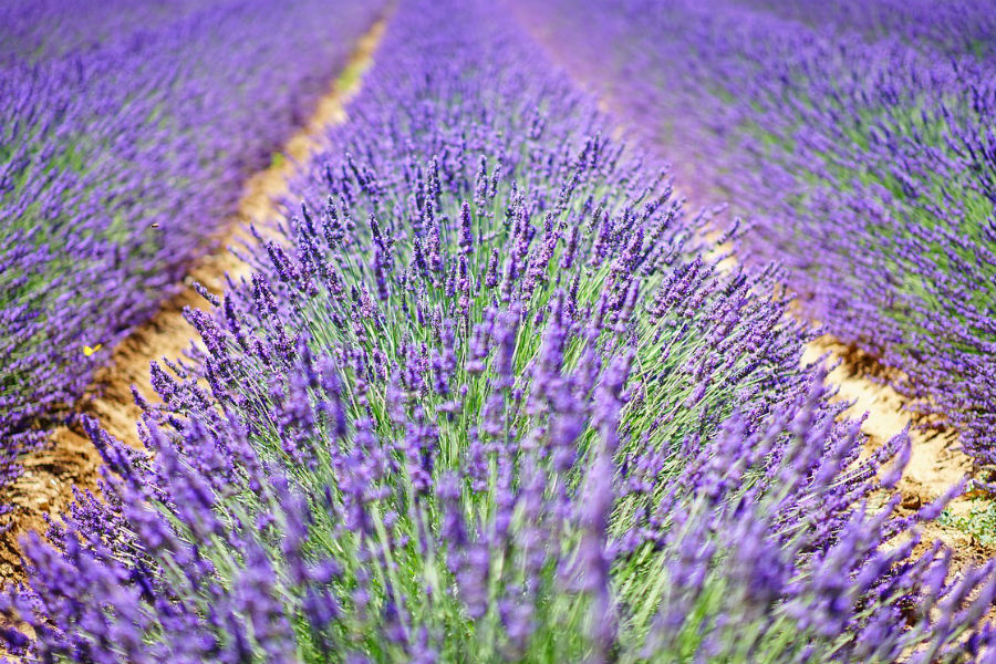Lavender Festival at Cyherbia Botanical Gardens - My Cyprus Travel ...